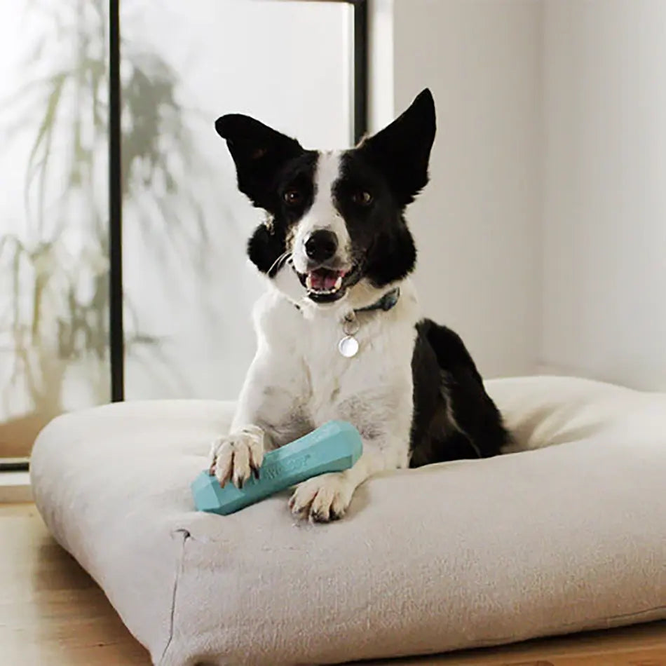 Paws in Motion: The Ultimate Guide to Playtime for Adult Dogs – Playology