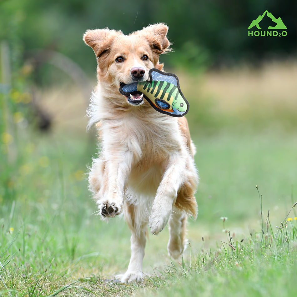 Bluegill Fish – Playology