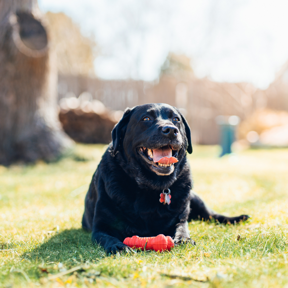 Playology Pets - Scented Dog Toys