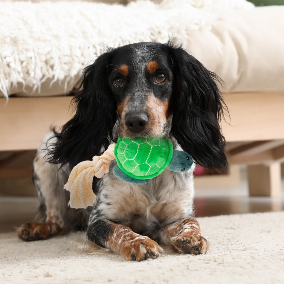 Timmy the Turtle – Playology